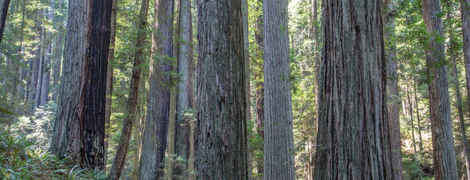 cropped-cropped-33247691560_82e705ce21_o.jpg | California Institute for ...
